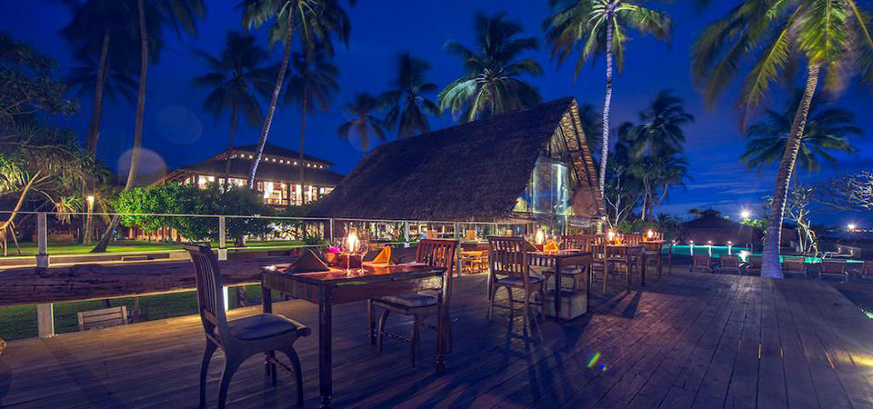 Kings Mushroom | කිංග්ස් බිම්මල්