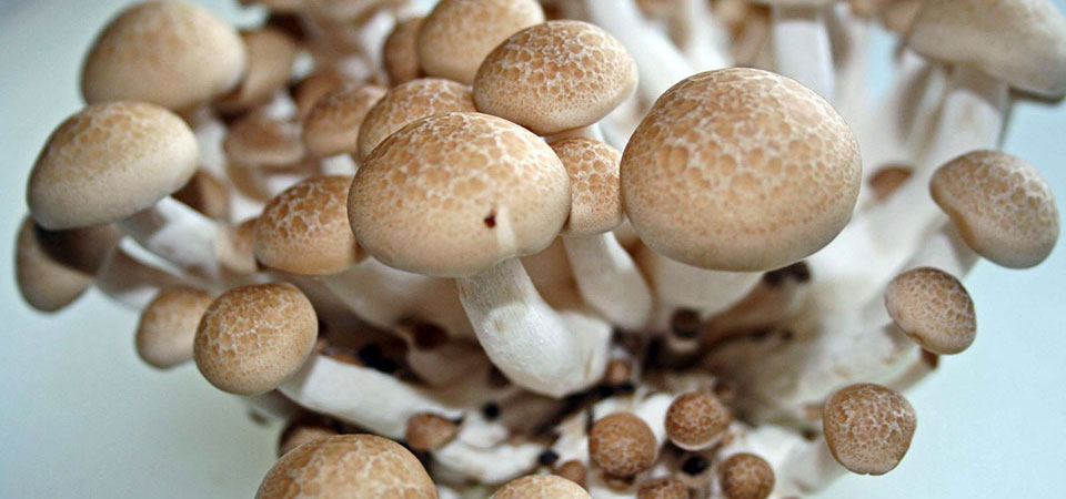 Kings Mushroom | කිංග්ස් බිම්මල්