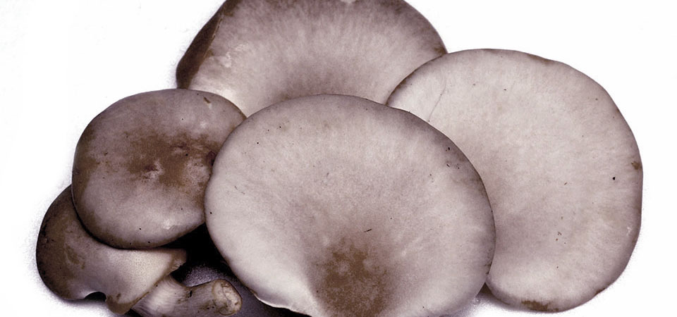 Kings Mushroom | කිංග්ස් බිම්මල්