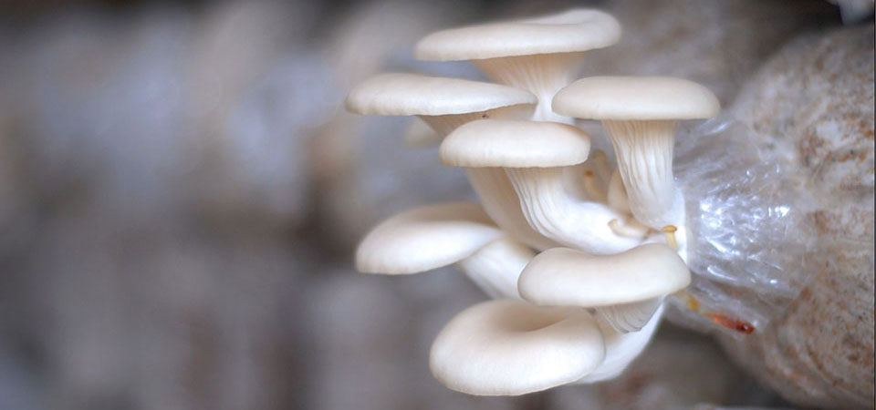 Kings Mushroom | කිංග්ස් බිම්මල්